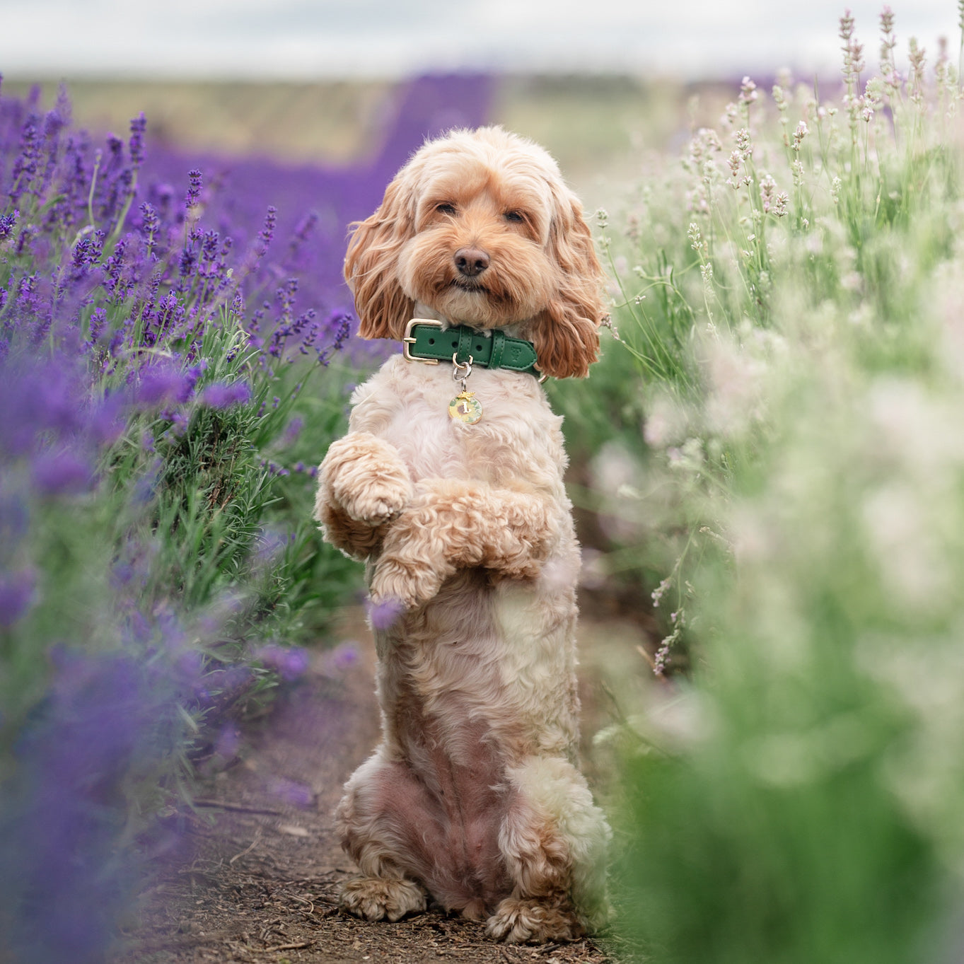 The Ultimate Guide to Choosing the Perfect Dog Collars and Leads ...